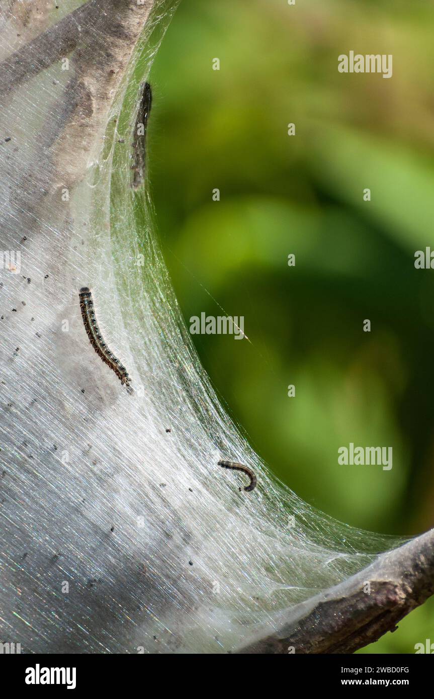Sericulture practice hi-res stock photography and images - Alamy