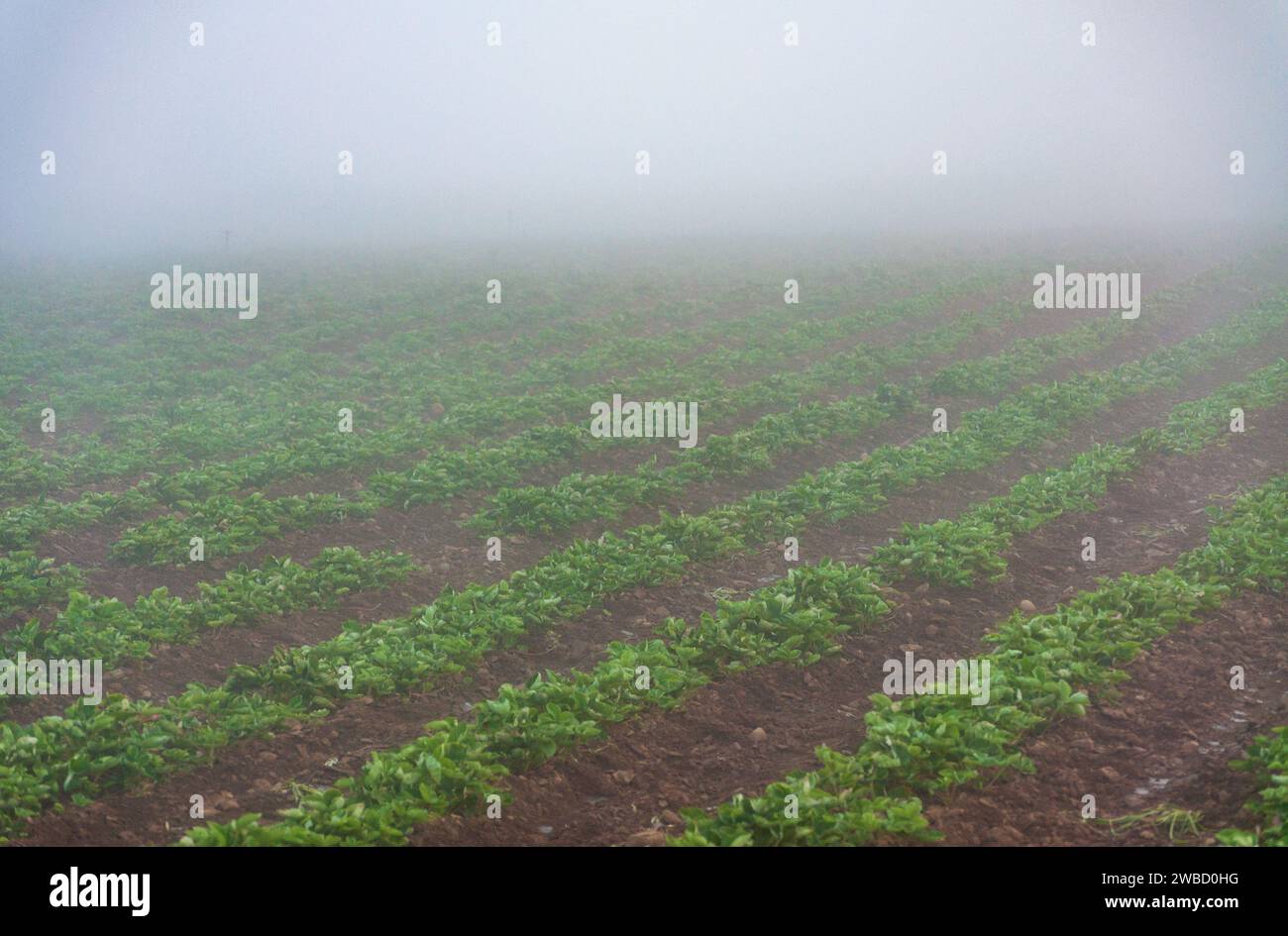 Morning Haze and Fog in Sugar Grove, Pennsylvania, USA Stock Photo - Alamy