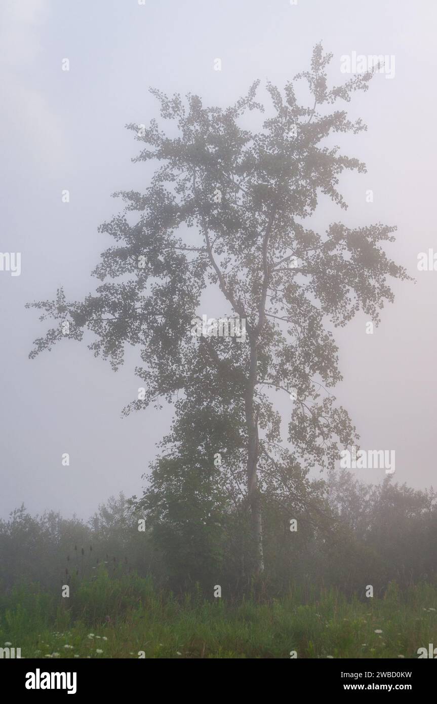 Morning Haze and Fog in Sugar Grove, Pennsylvania, USA Stock Photo - Alamy