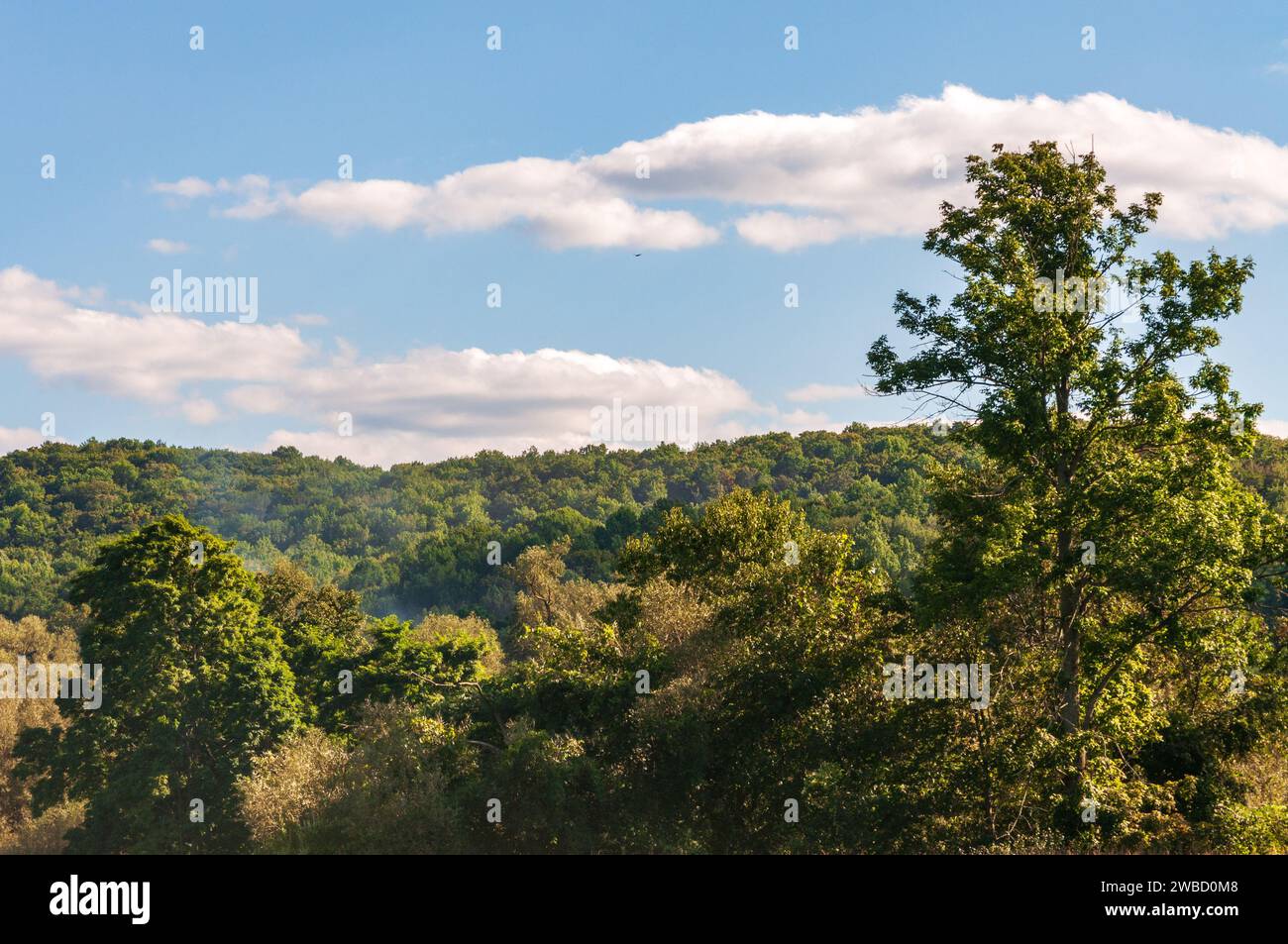 Forest Overlook at Sugar Grove, Pennsylvania, USA Stock Photo - Alamy