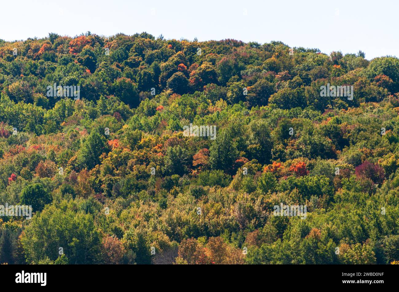 Forest Overlook at Sugar Grove, Pennsylvania, USA Stock Photo - Alamy