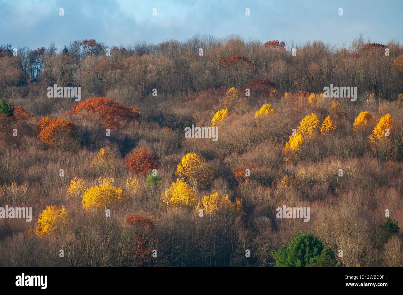 Forest Overlook at Sugar Grove, Pennsylvania, USA Stock Photo - Alamy