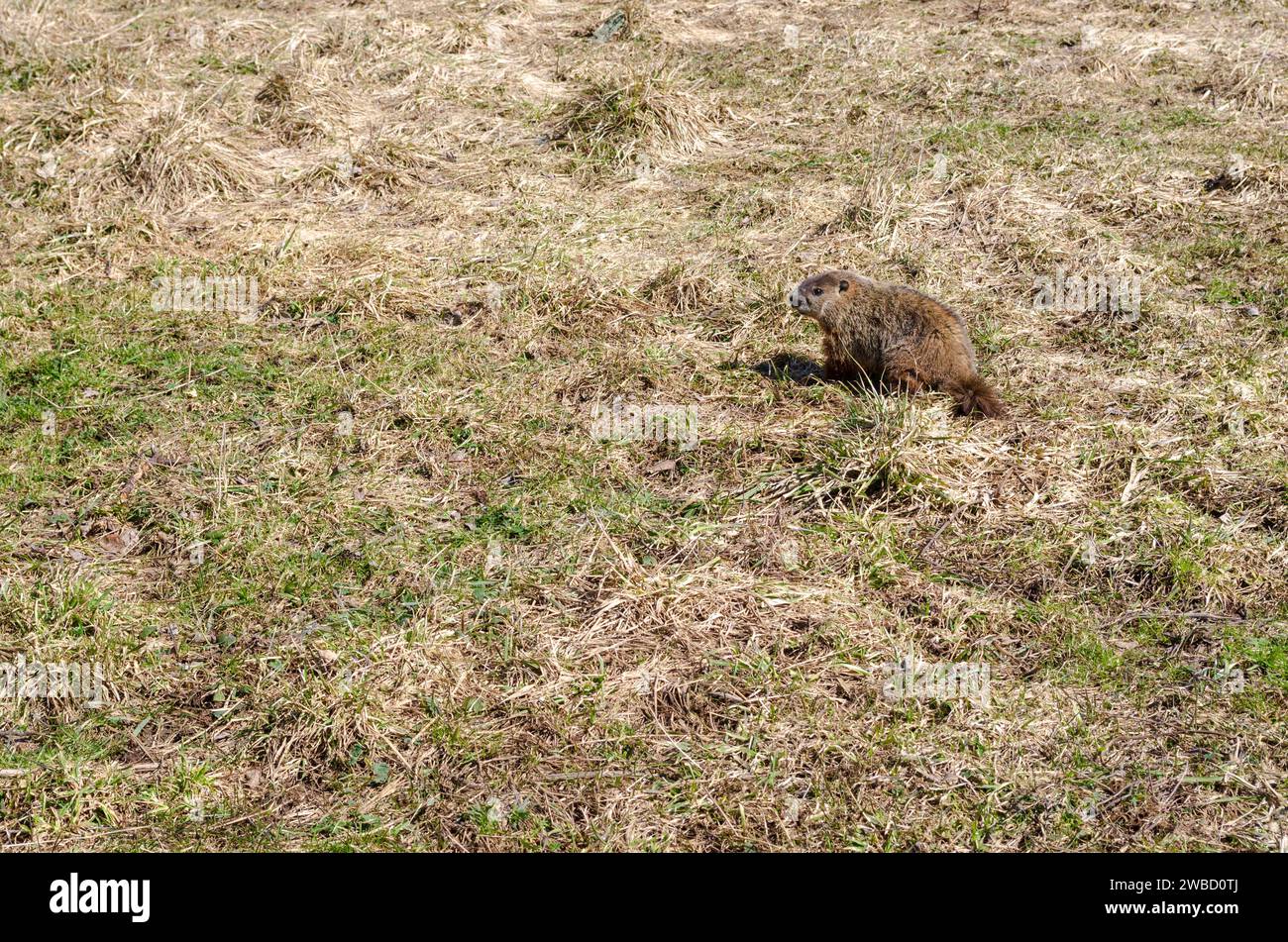 Sugar grove wildlife hi-res stock photography and images - Alamy