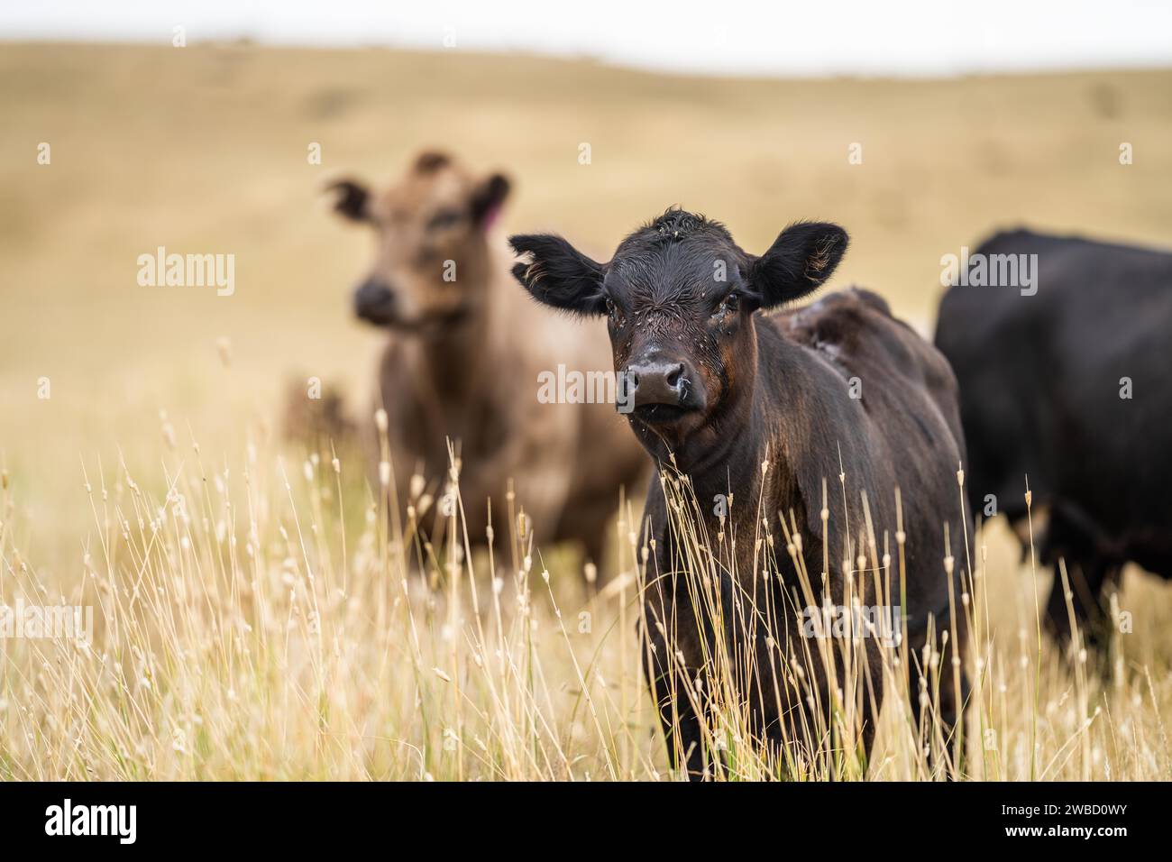 beef meat cow on a farm. herd of cattle Stock Photo - Alamy
