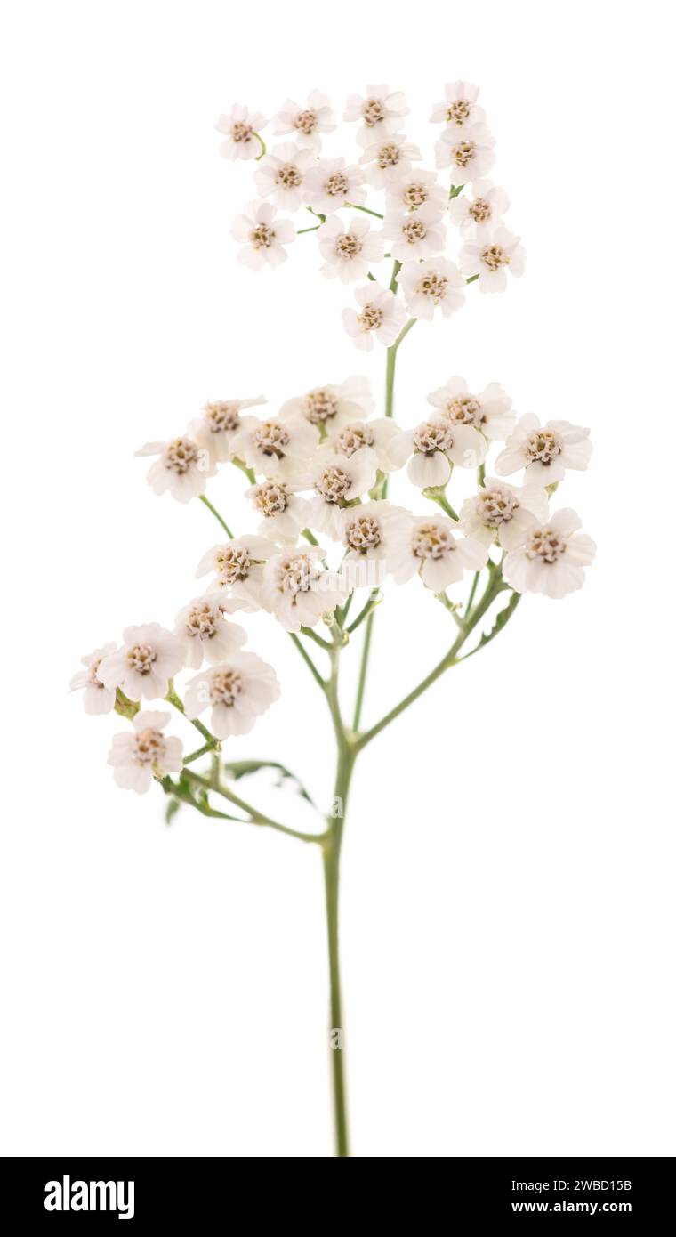 White yarrow flowers isolated on white background Stock Photo - Alamy
