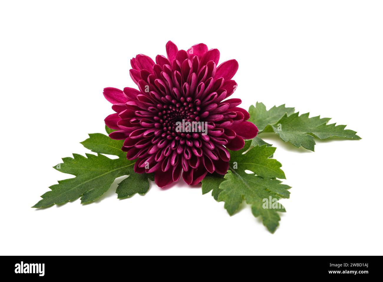 Chrysanthemum flower Cut Out Stock Images & Pictures - Alamy