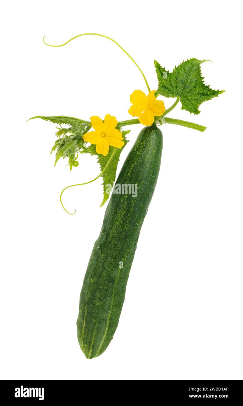 Cucumber with flowers isolated on white background Stock Photo - Alamy