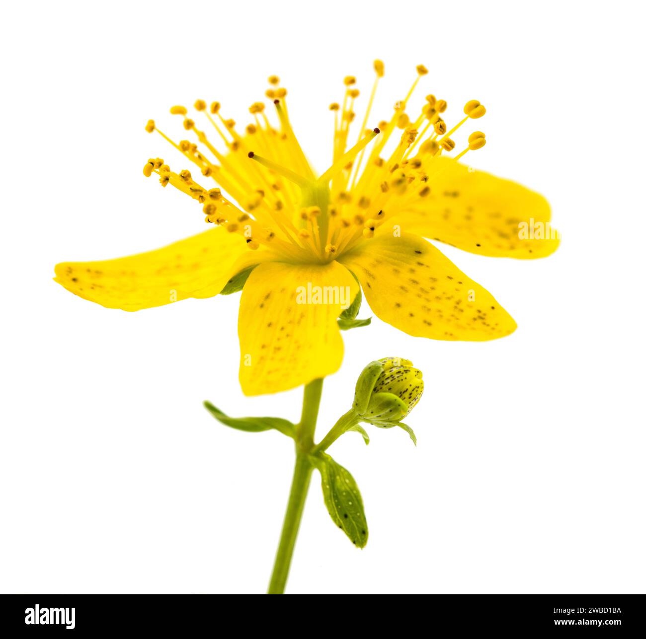 St. John's wort flowers isolated on white background Stock Photo - Alamy