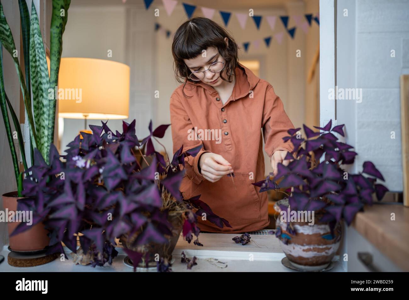 Girl plant lover removing dry purple leaves of Oxalis plants at home ...
