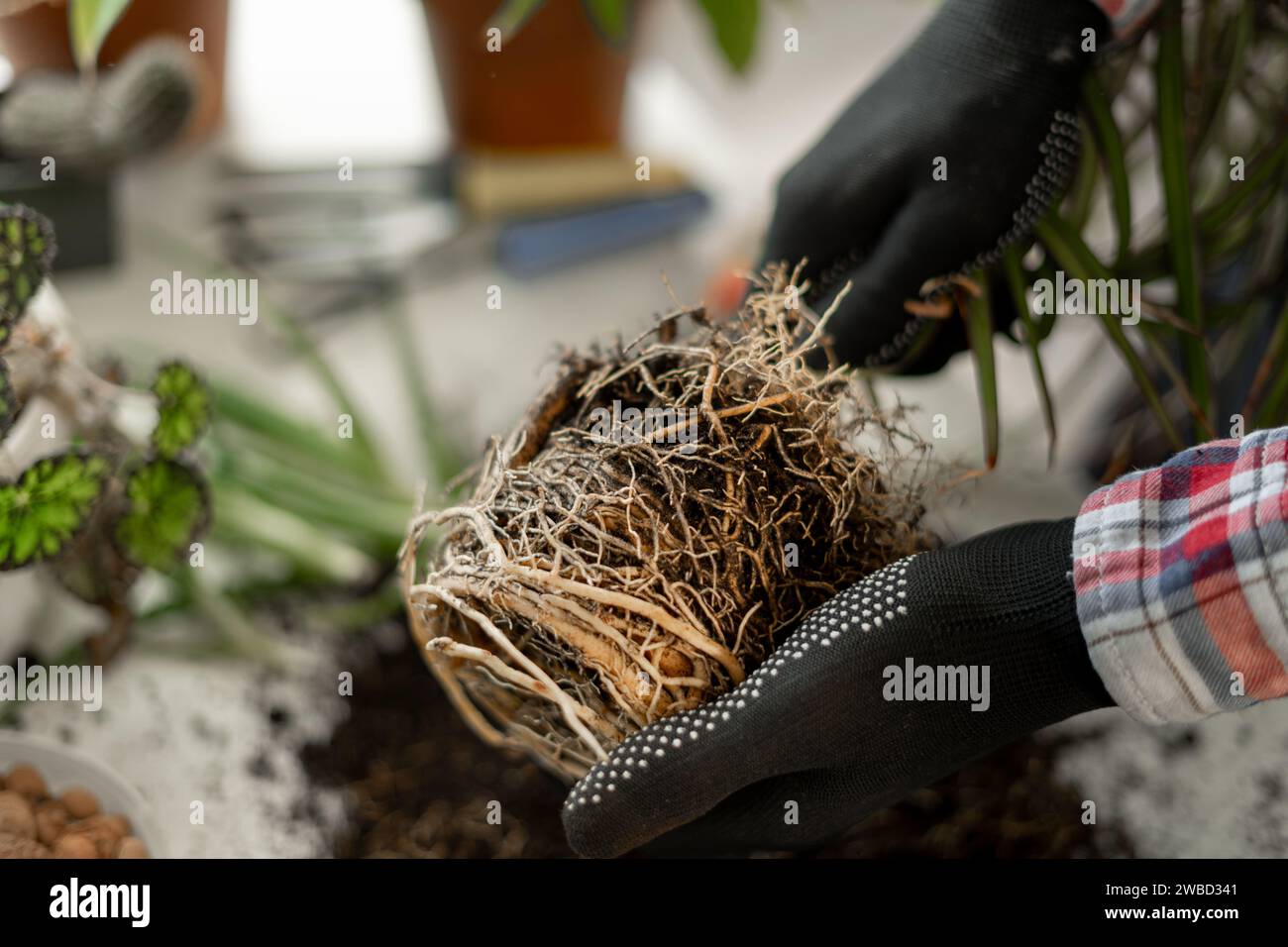 Spring Houseplant Care. Man repotting houseplants and transplanting ...