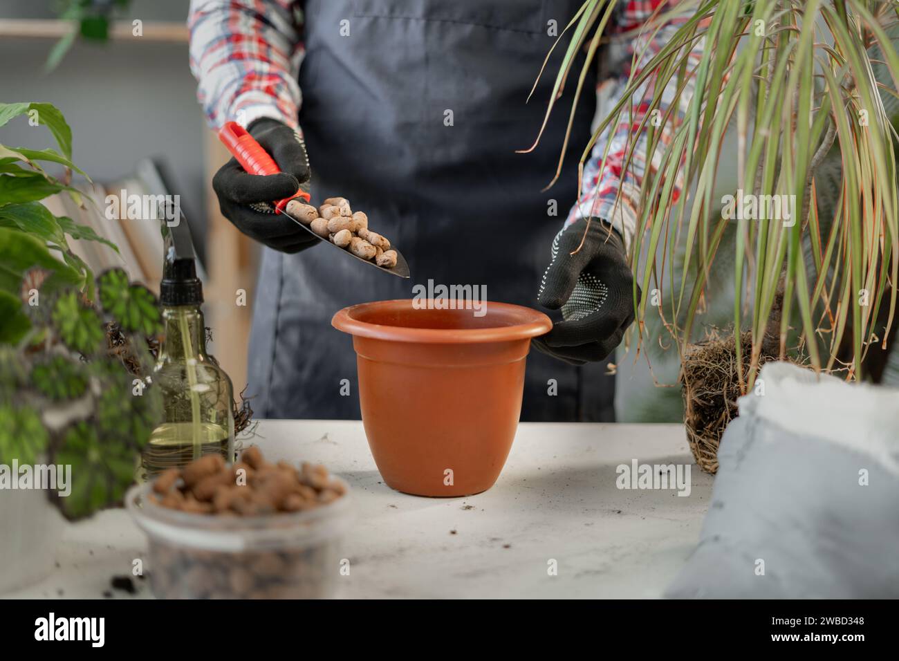 Spring houseplant care. Gardener transplanting plants into new pot at ...