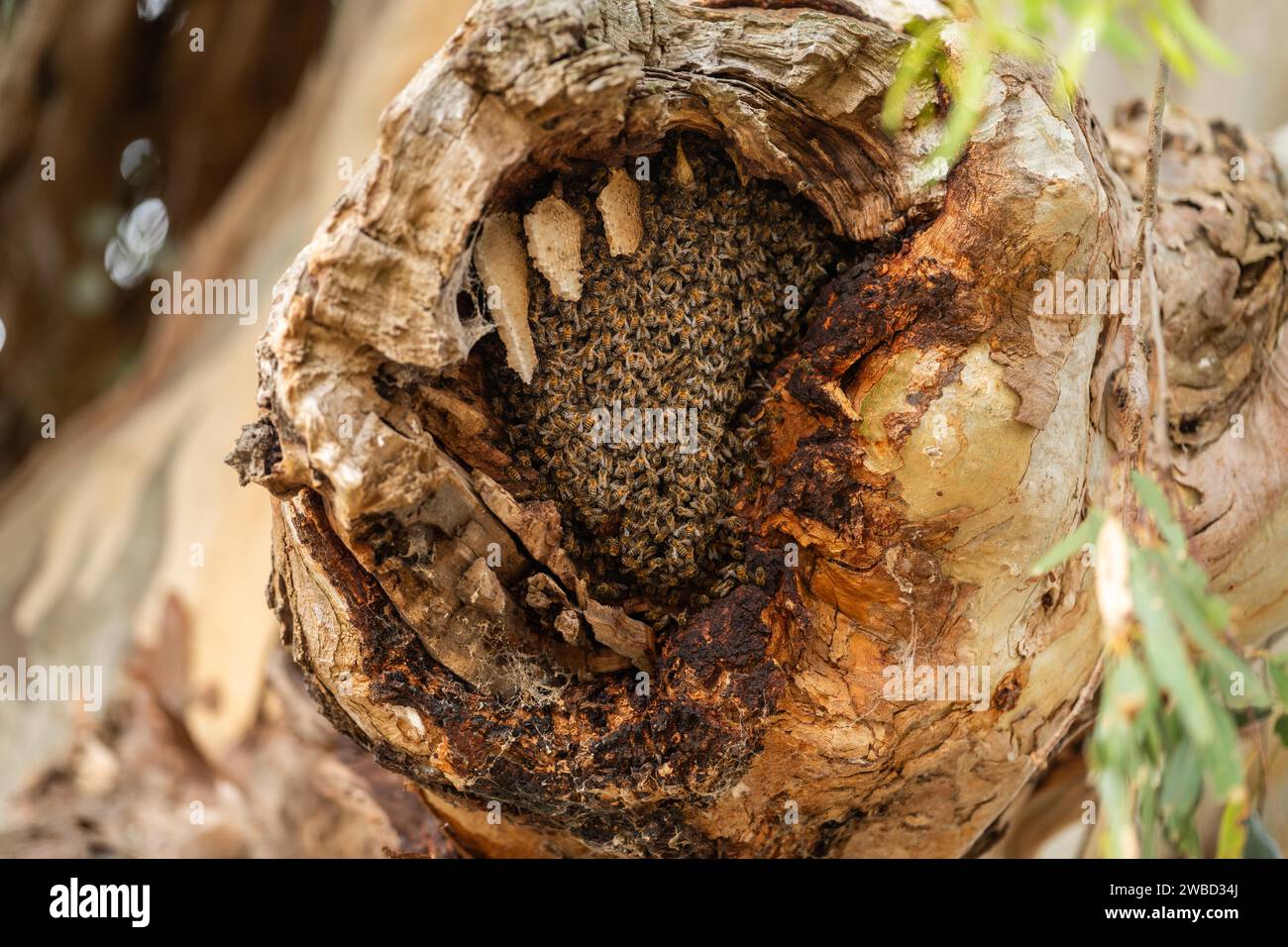 bee hive in a red gum tree hollow on a farm in australia. native bee ...