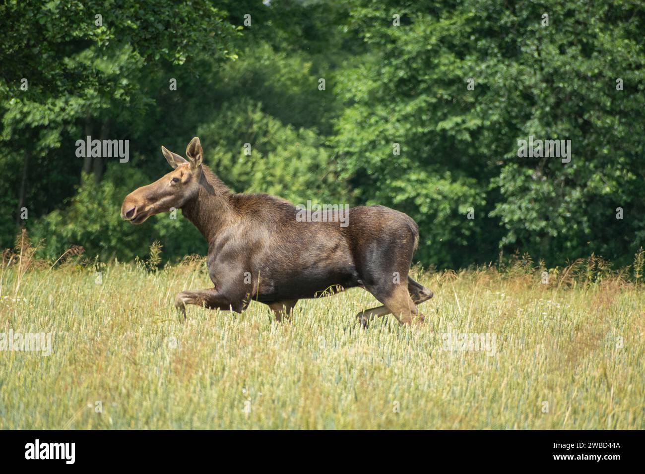 A large moose running in the grain against the background of the green ...