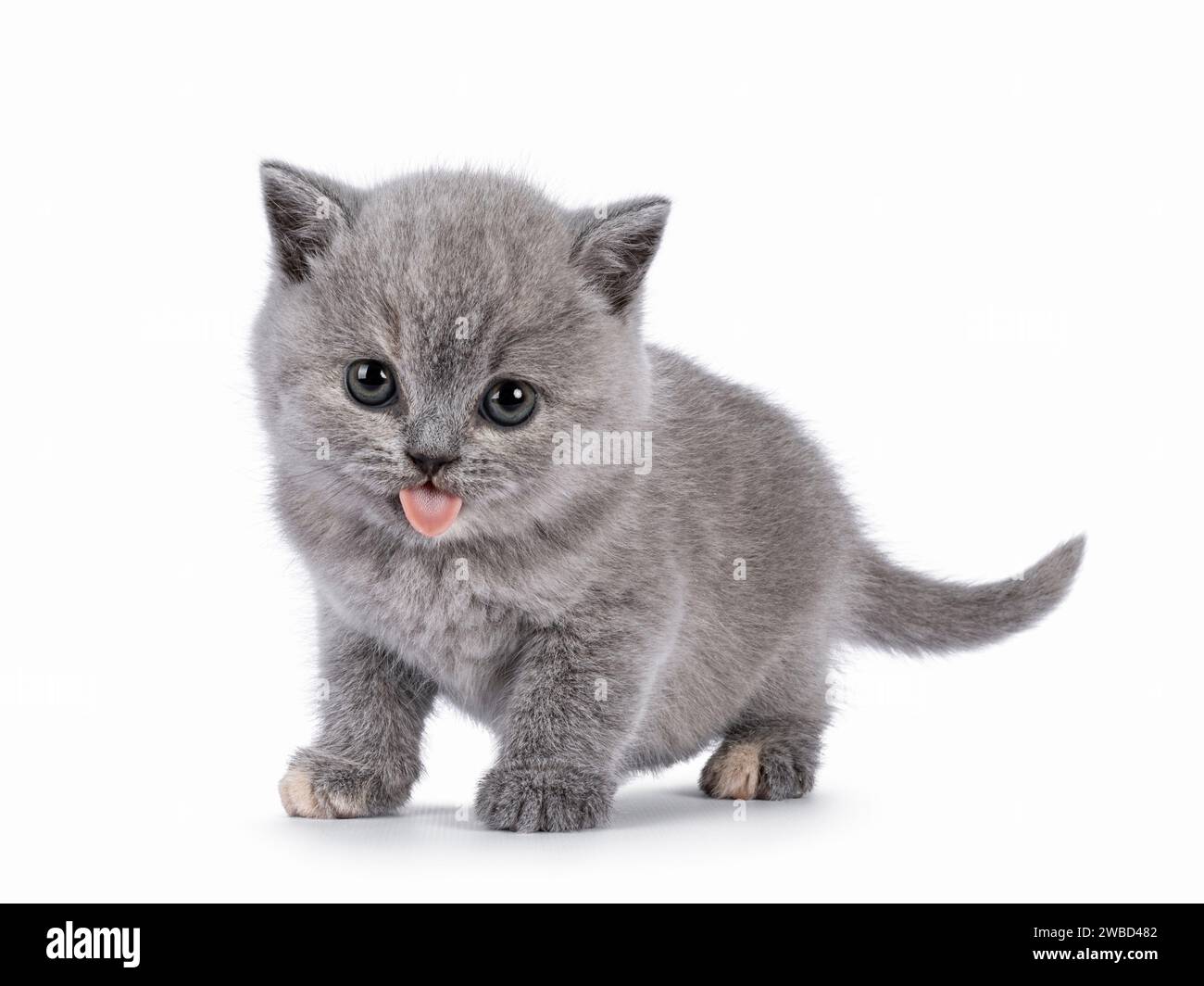 Cute blue tortie British Shorthair cat kitten, standing up side ways ...