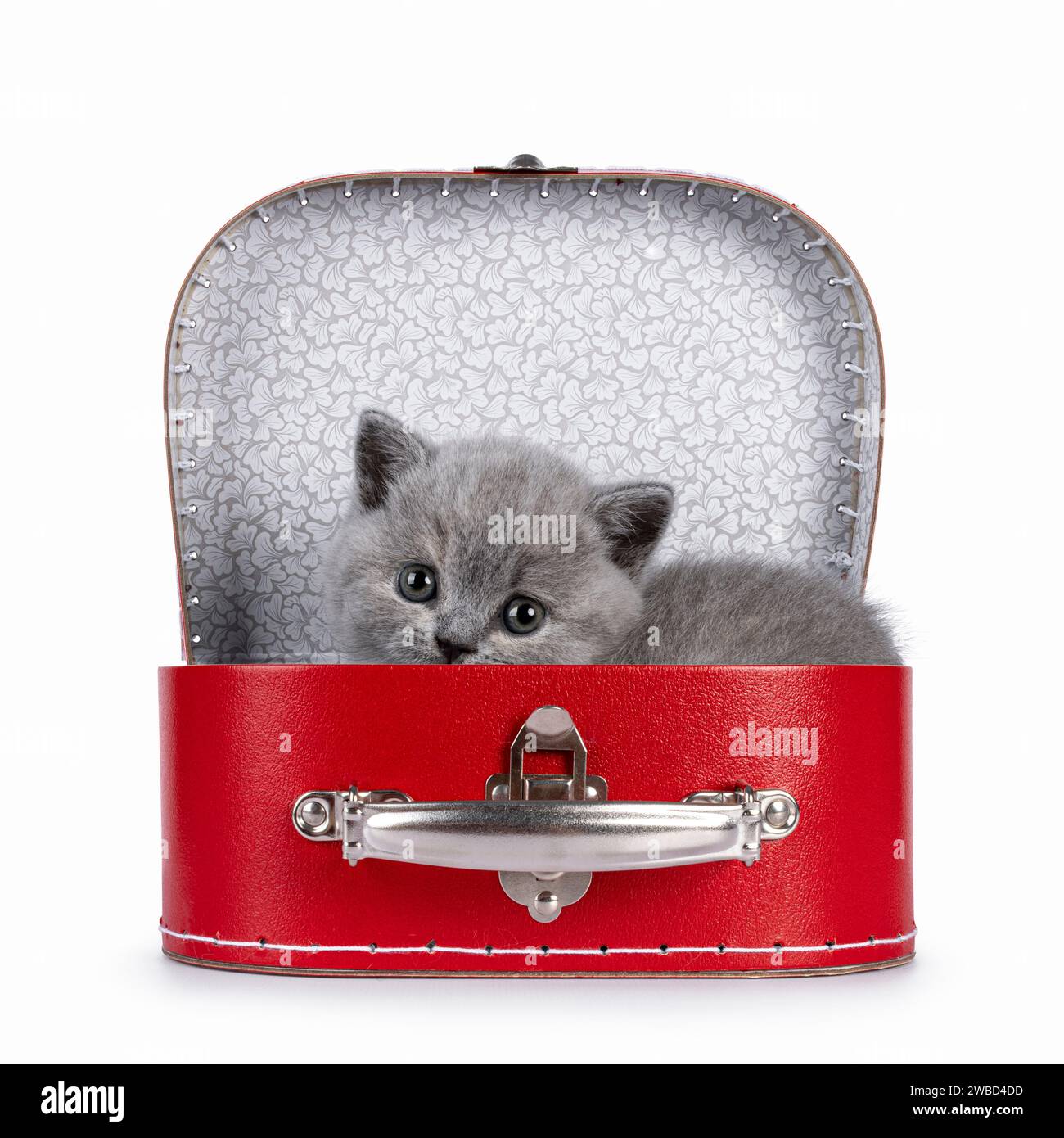 Cute blue tortie British Shorthair cat kitten, Laying in little red ...