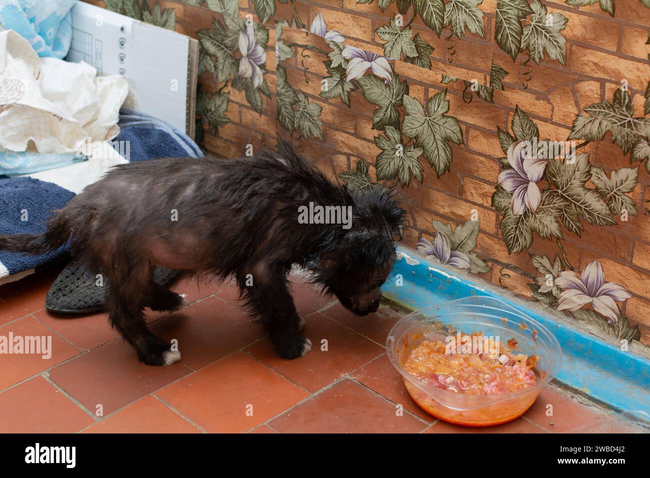 Simparica hi-res stock photography and images - Alamy