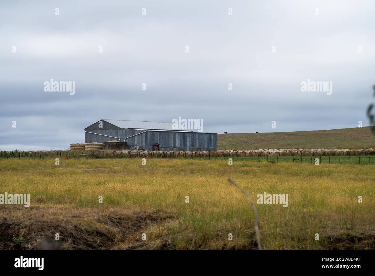 Loading hay bales on to a truck in a field in a farm in Stock Photo - Alamy