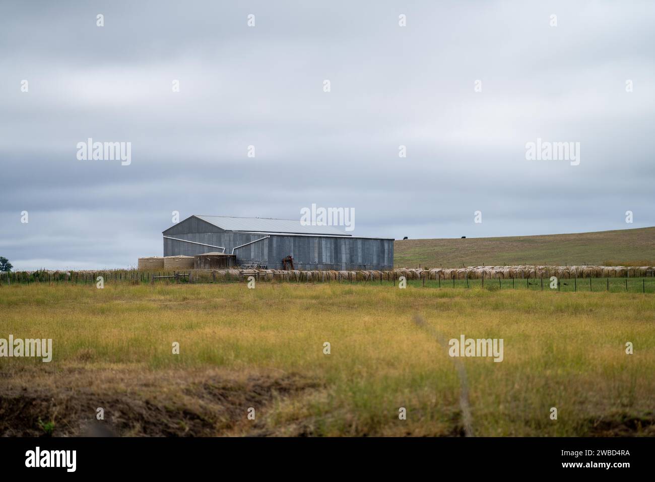 Loading hay bales on to a truck in a field in a farm in Stock Photo - Alamy