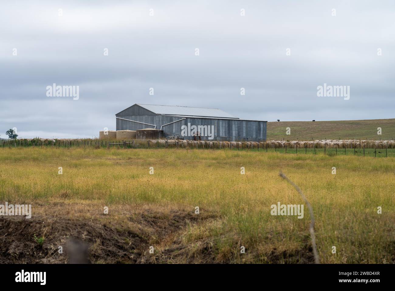 Loading hay bales on to a truck in a field in a farm in Stock Photo - Alamy