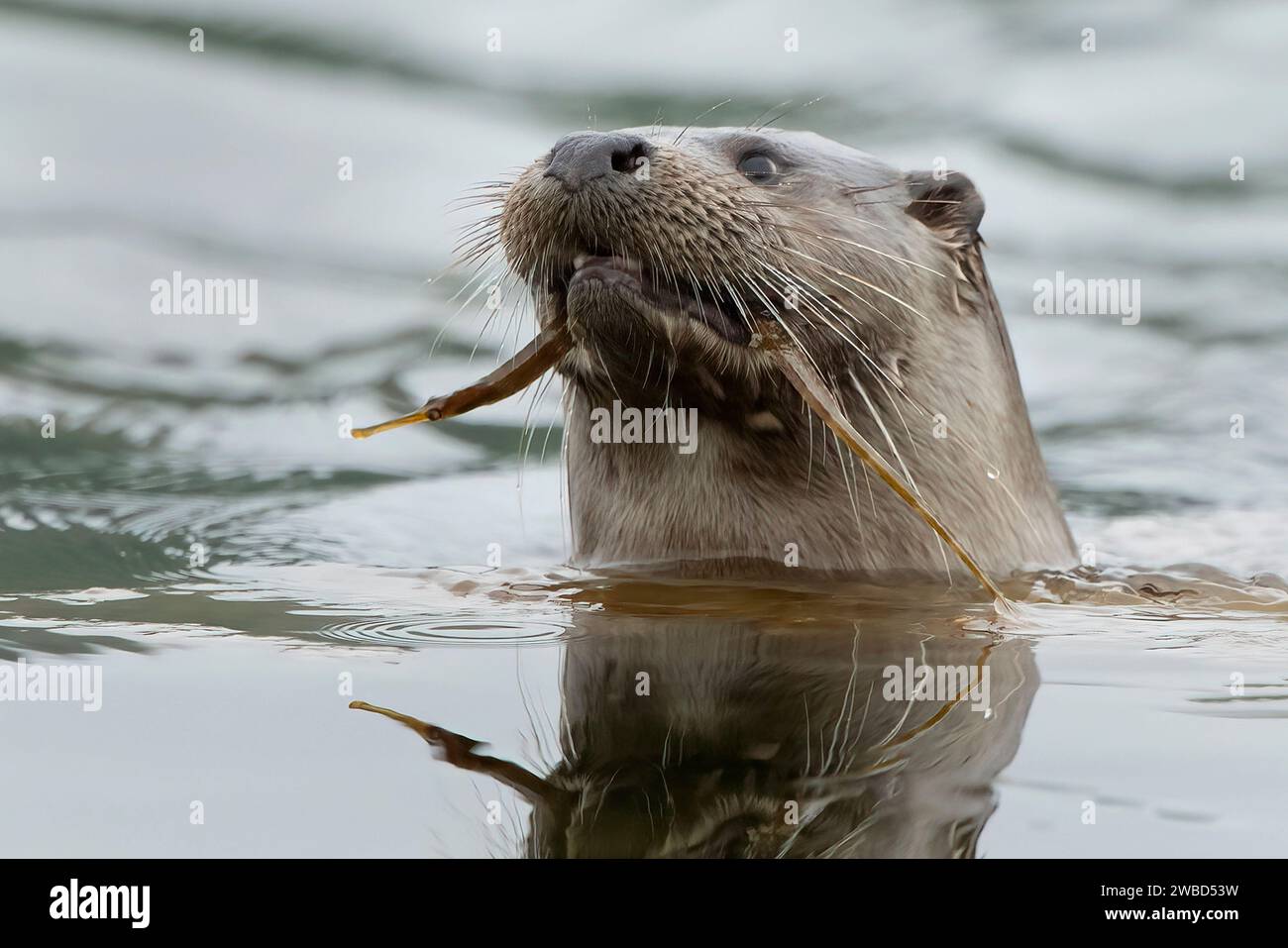 Otter looking for more food after octopus. COMICAL images show an otter ...