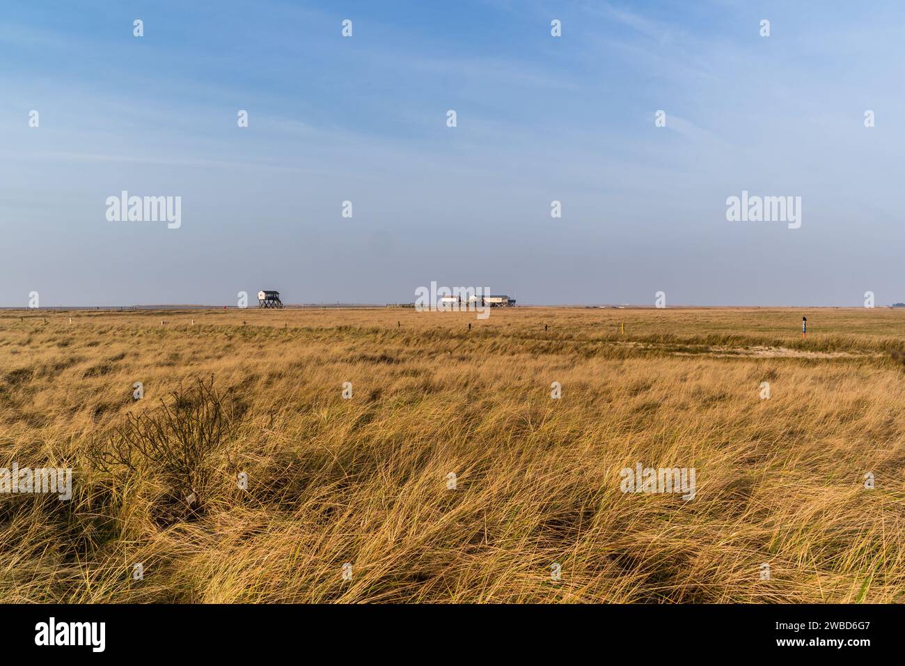 Salt marshes on the North Sea in St. Peter-Ording Stock Photo - Alamy