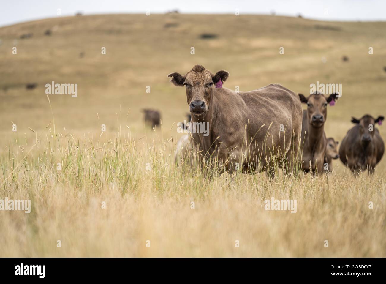 Red angus beef cattle portrait hi-res stock photography and images - Alamy