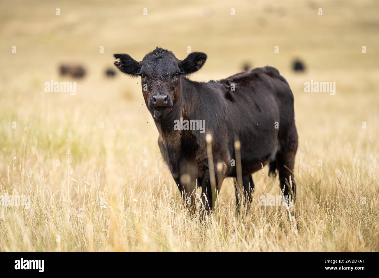 New zealand angus beef cow hi-res stock photography and images - Alamy