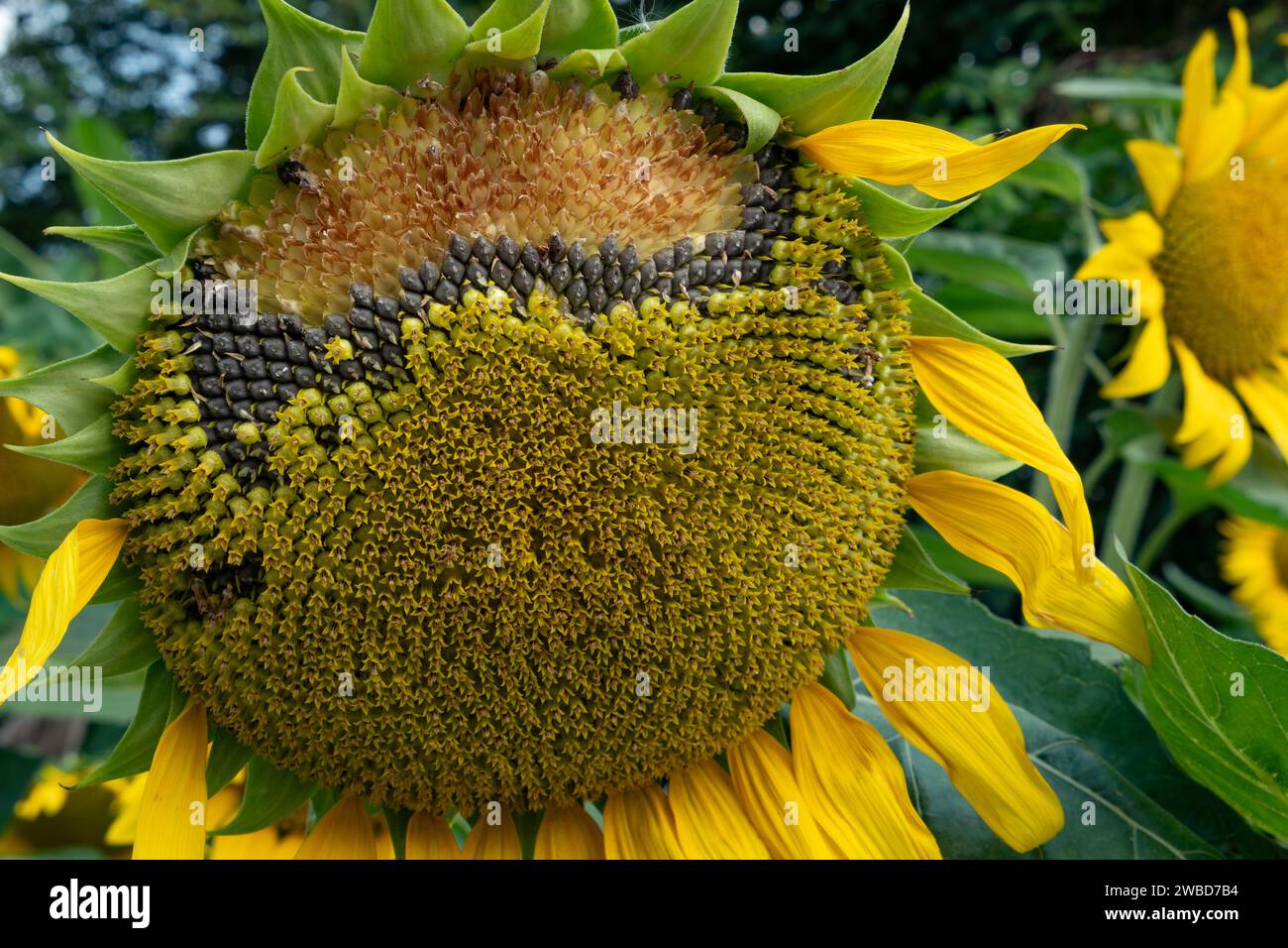 faded sunflower on the field Stock Photo - Alamy