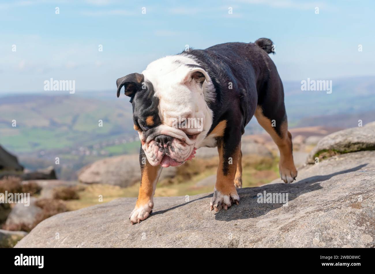 Brave English bulldogs on top of a mountain, going for a walk in the ...