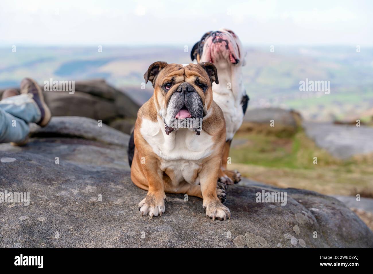 Red English bulldog on top of mountain sitting on top of mountain at ...