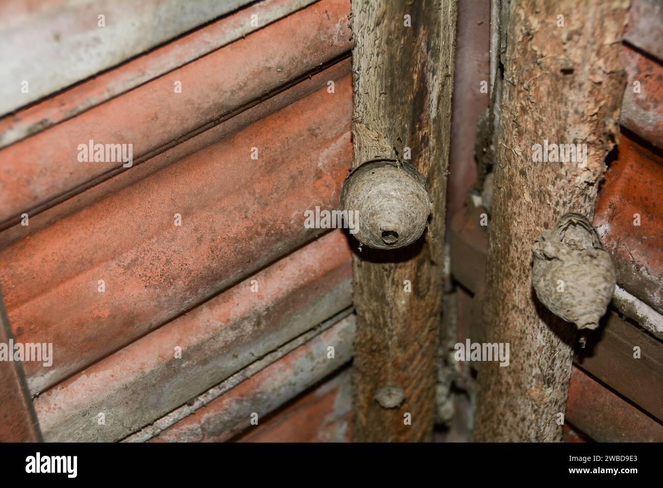 Empty wasp nest hi-res stock photography and images - Alamy