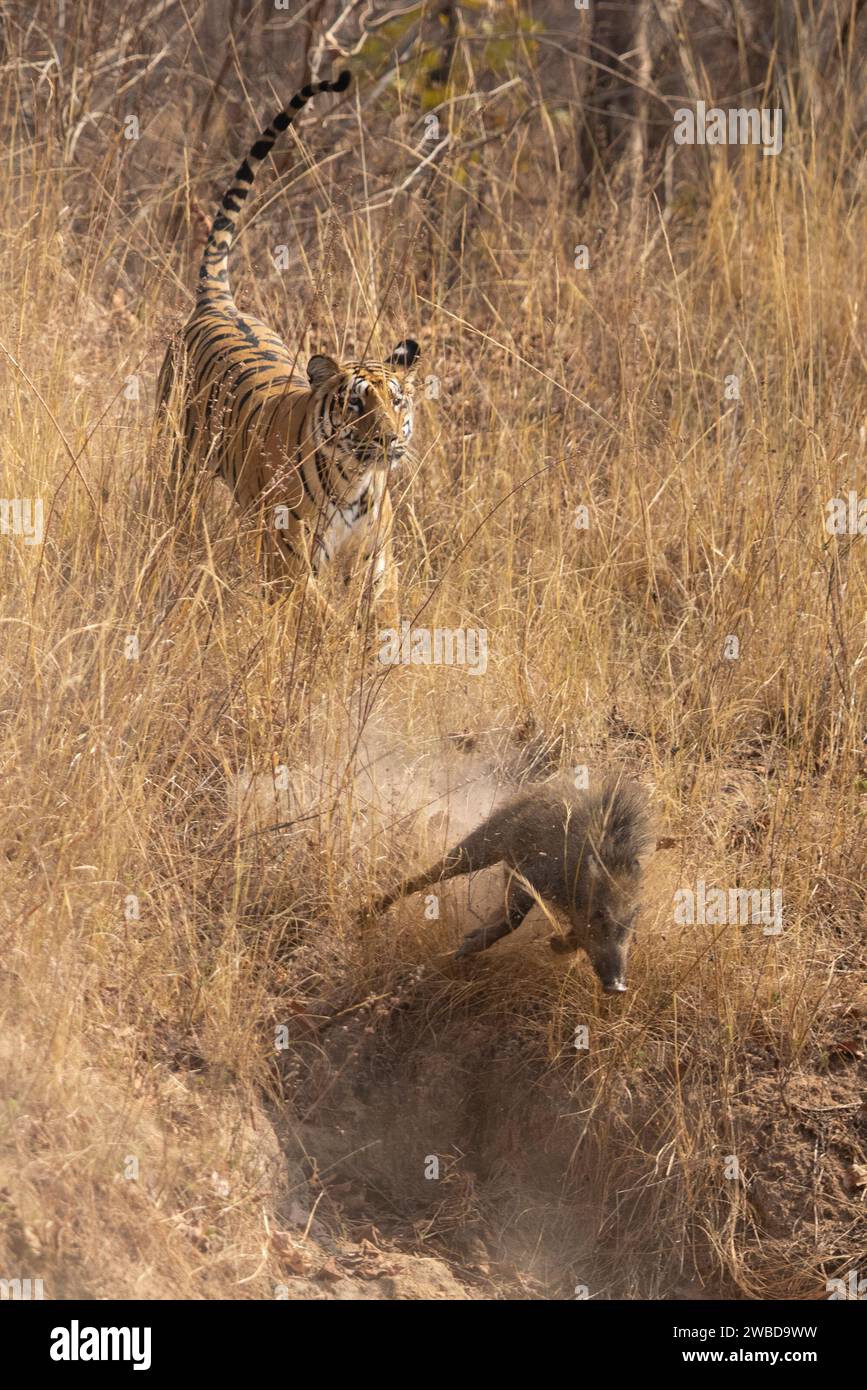 A wild Tigress, chases a wild boar piglet, down a slope, at a water ...