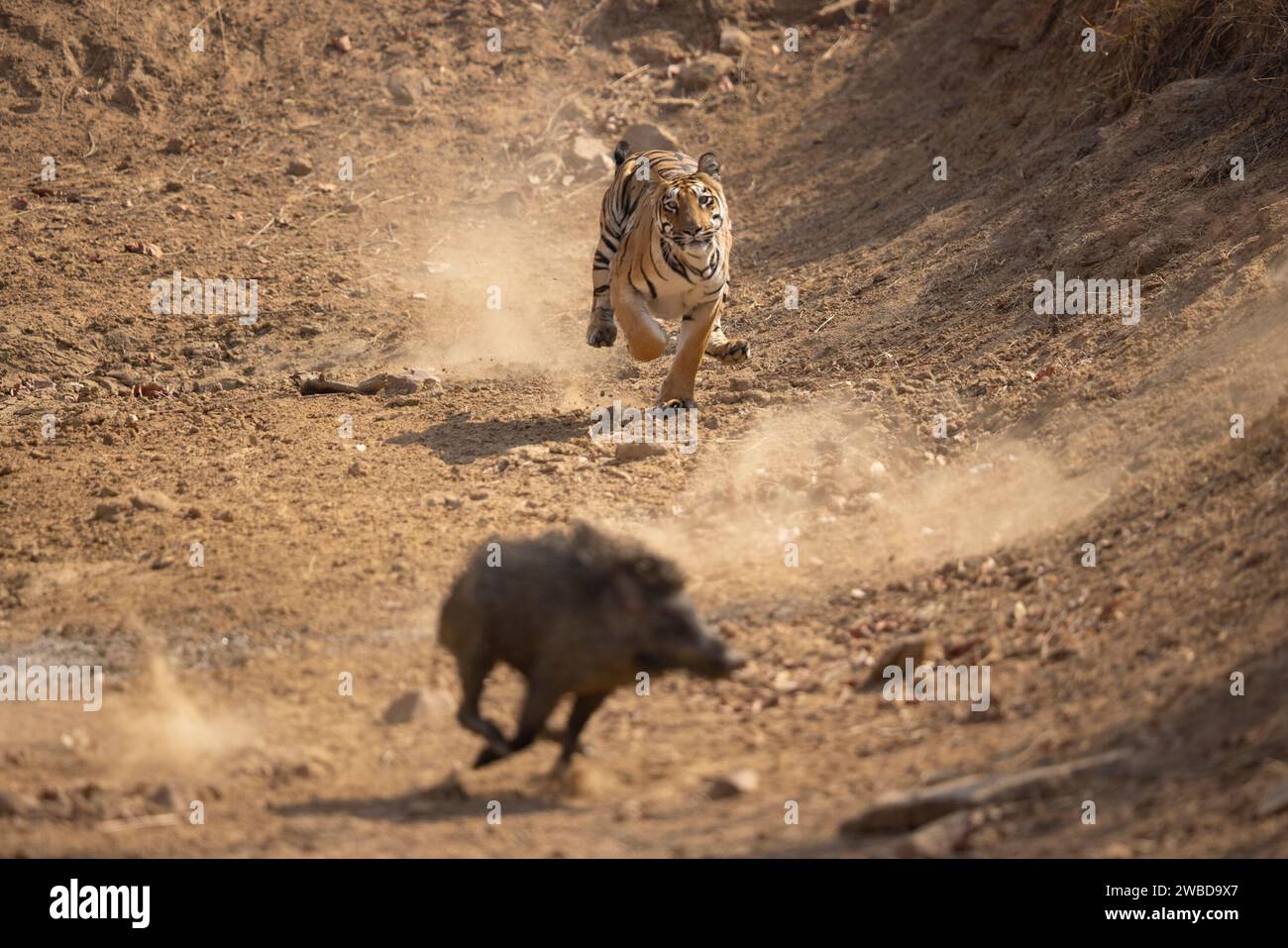 The wild chase, INDIA ACTION-PACKED images of a Bengal tigress failing ...