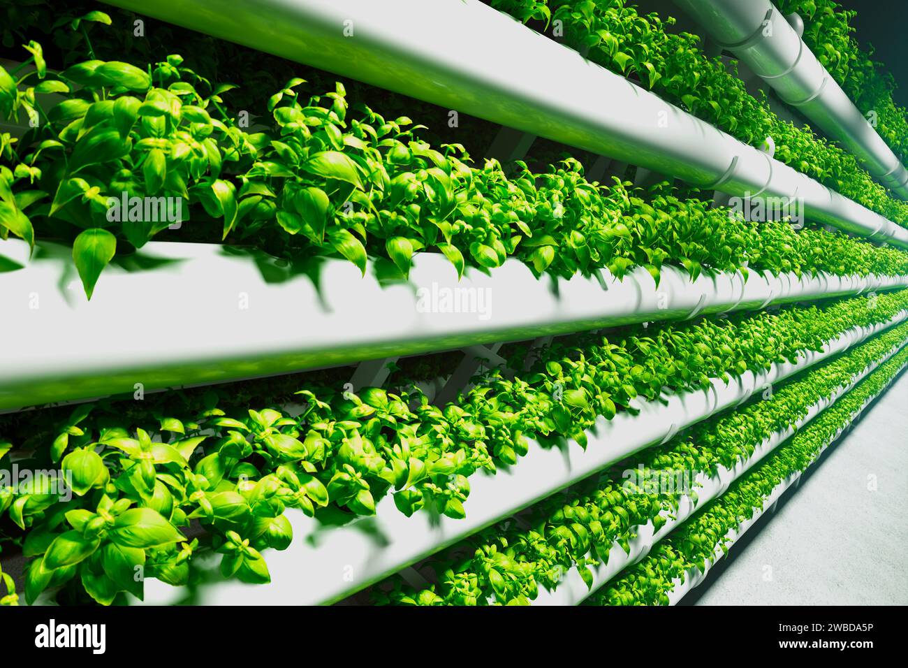 Vibrant green basil plants flourishing on vertical shelving within an ...