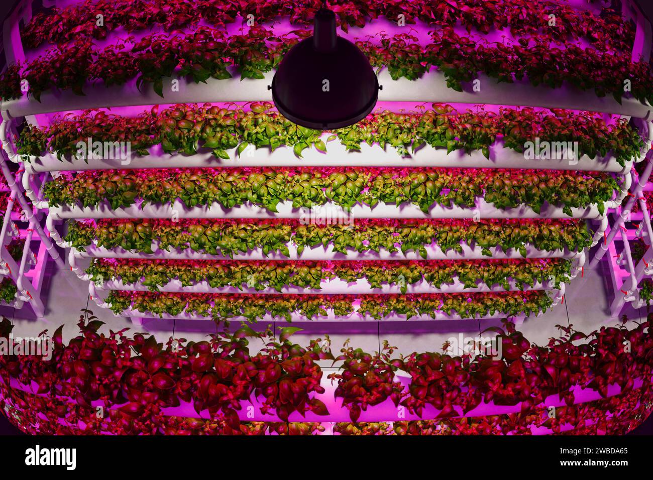 A cutting-edge vertical farming system featuring layered growth racks ...