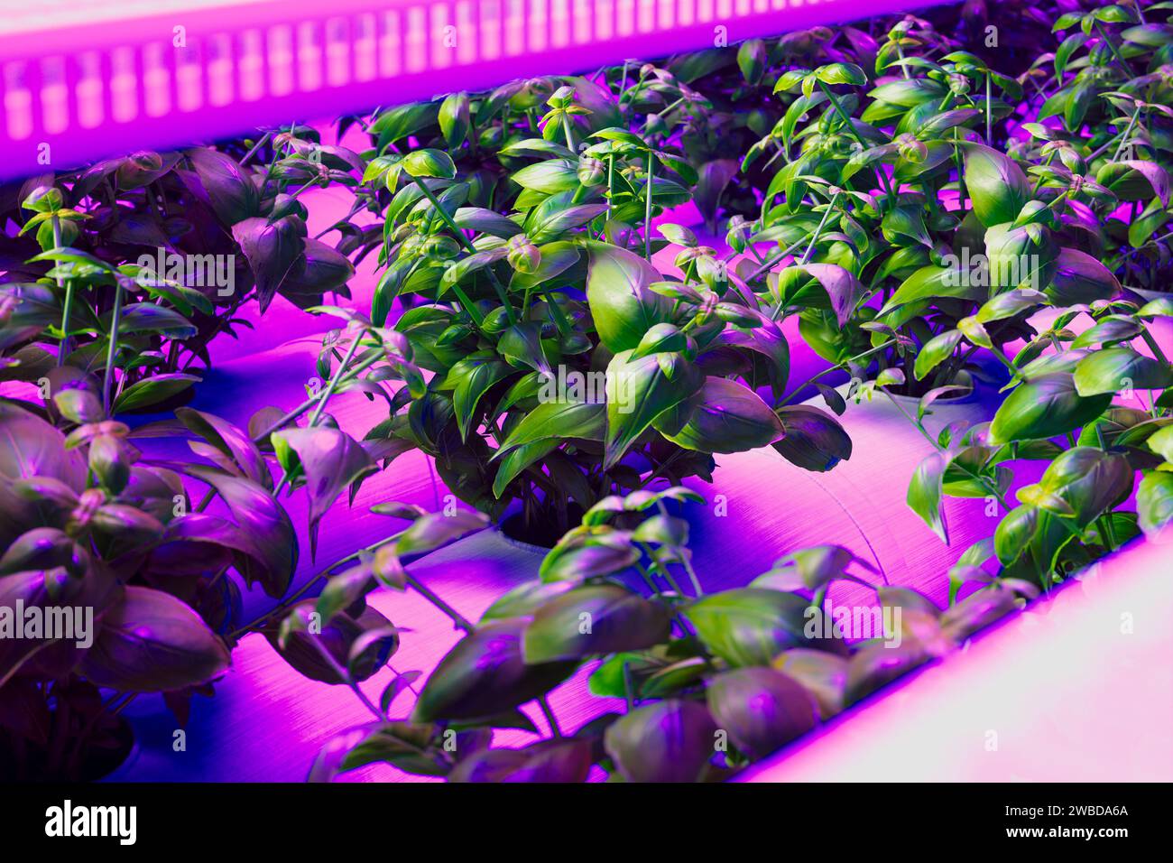 Substrate vertical hydroponics hi-res stock photography and images - Alamy