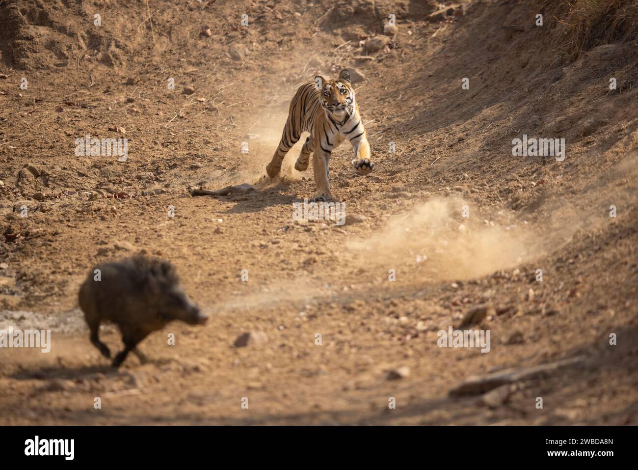 A wild Tigress, chases a wild boar at a water body, India ACTION-PACKED ...