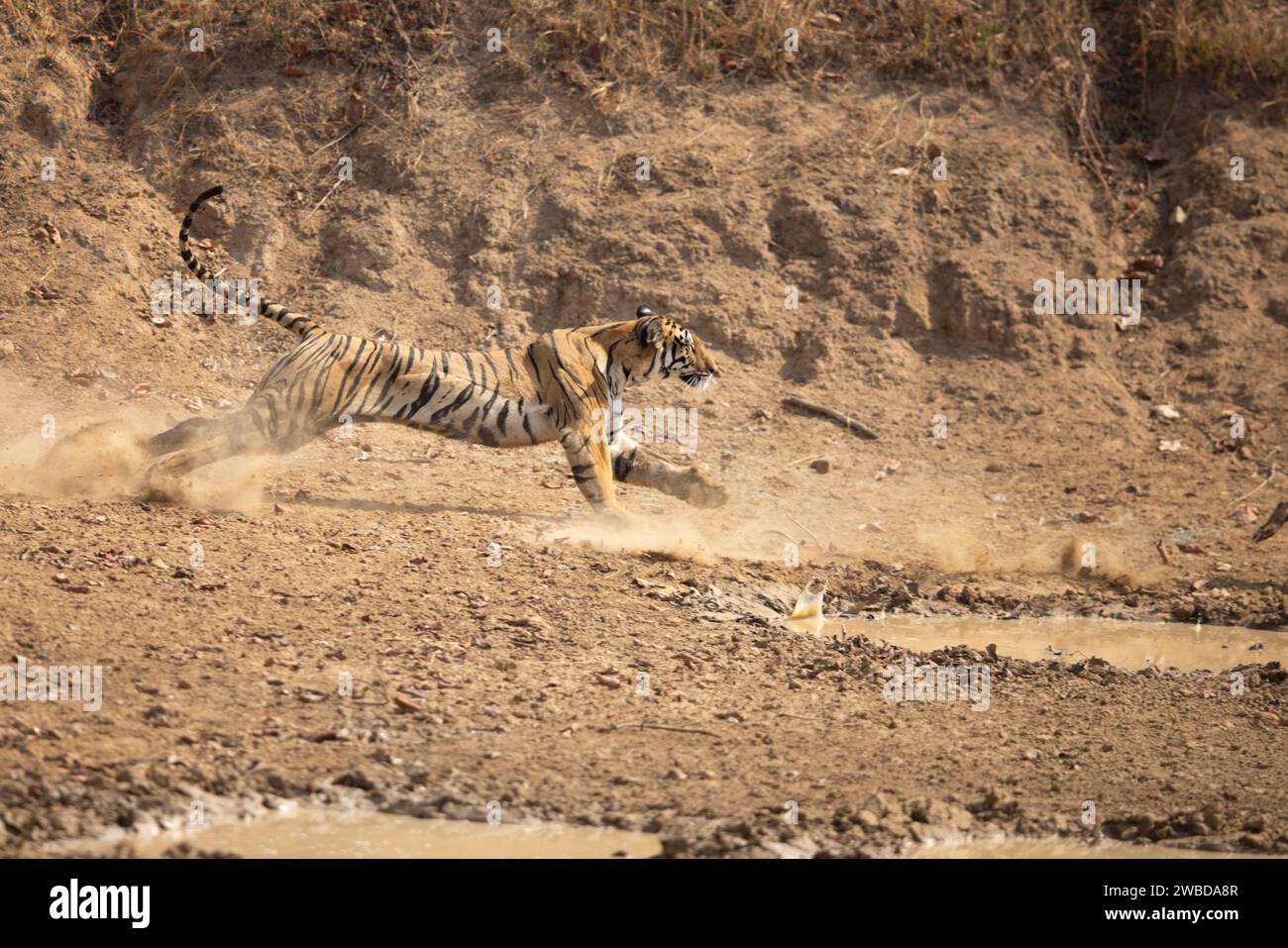 Tiger chasing after the boar, INDIA ACTION-PACKED images of a Bengal ...