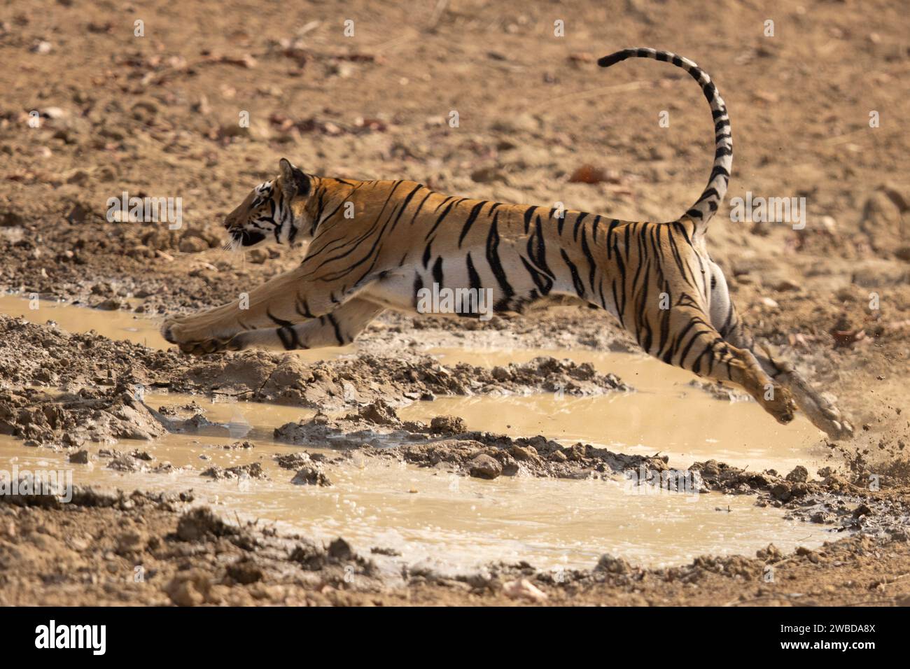 Tigeress abandoned the adult boar to chase after a piglet. INDIA ACTION ...