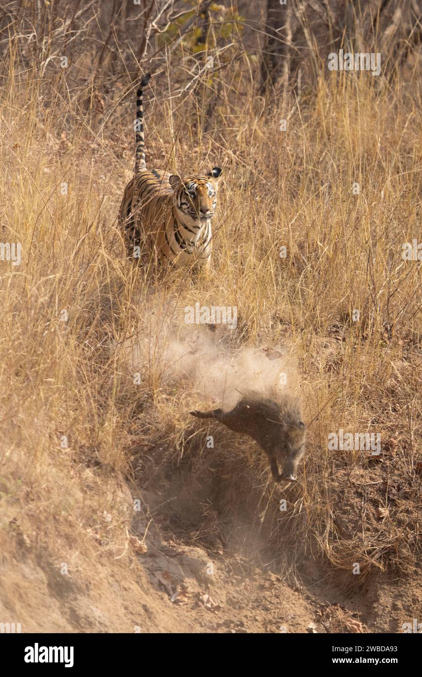 Chasing after an easier target, INDIA ACTION-PACKED images of a Bengal ...