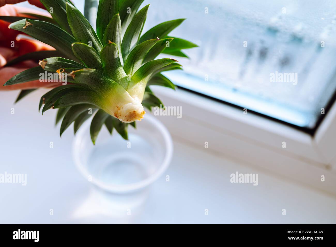 Rooting pineapple hi-res stock photography and images - Alamy