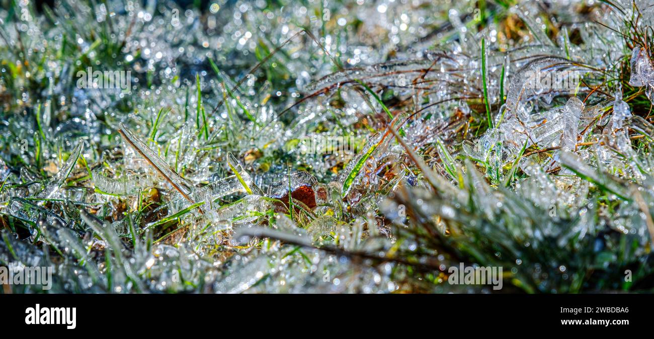 Green grass covered with ice. Consequences after freezing rain Stock ...