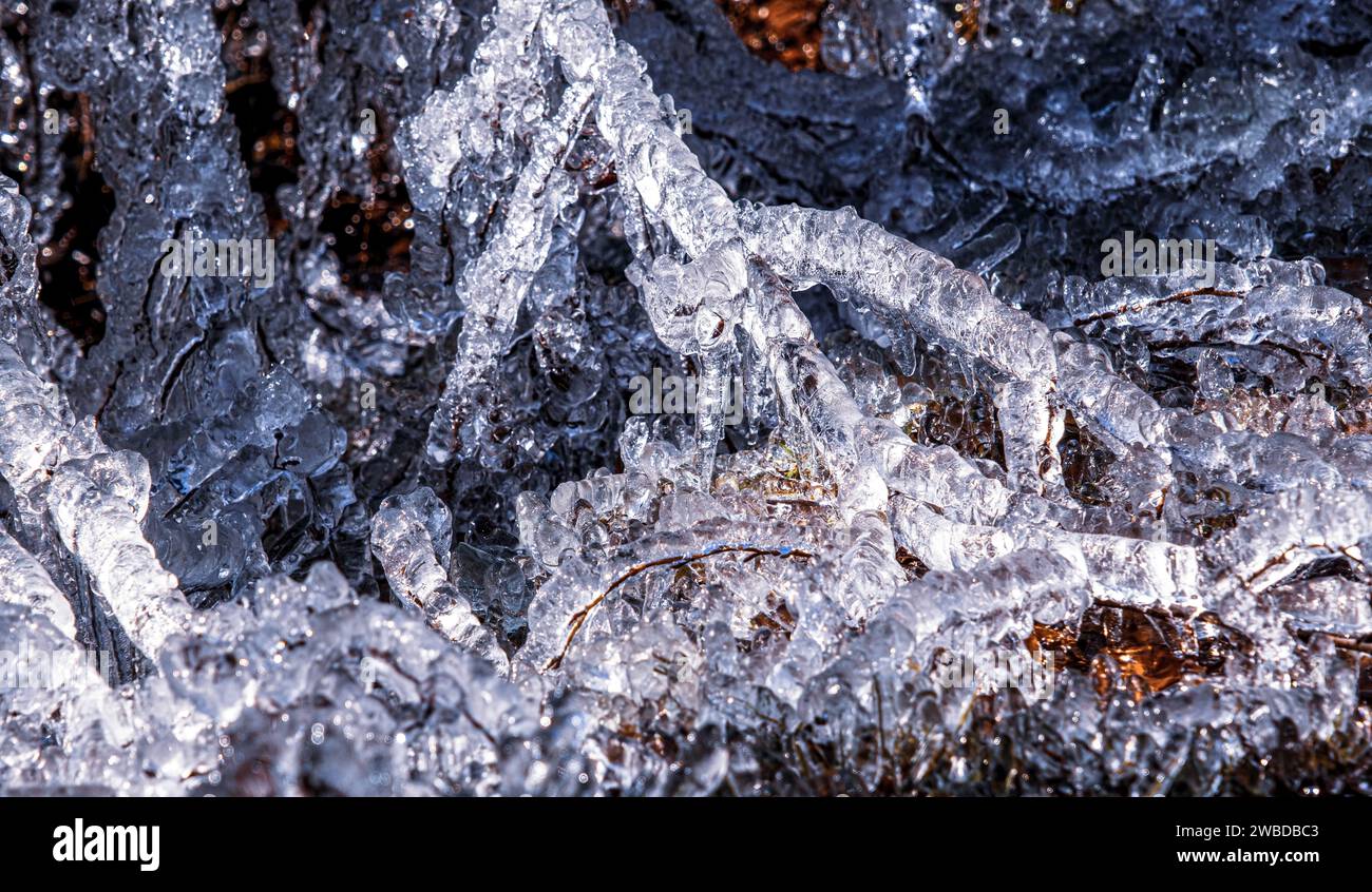 Tree branch covered with ice. Glaciated tree branches, consequences ...