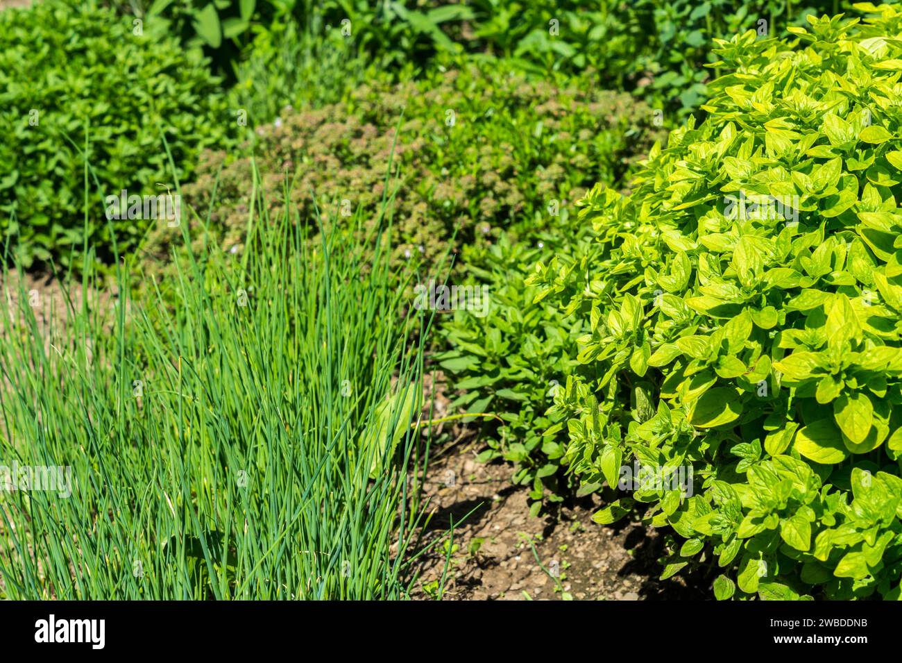 Bed with spice plants in the garden Stock Photo - Alamy