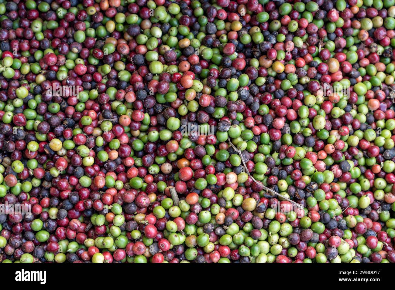 A top view of a pile of colorful fresh coffee fruits Stock Photo - Alamy