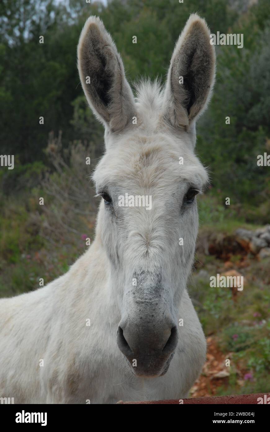 Donkey looking to camera hi-res stock photography and images - Alamy