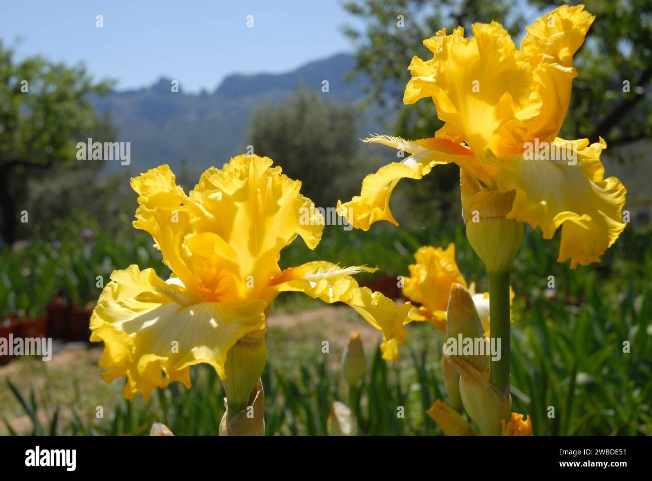 Beautiful bright yellow tall beared irises, It's Magic in a ...