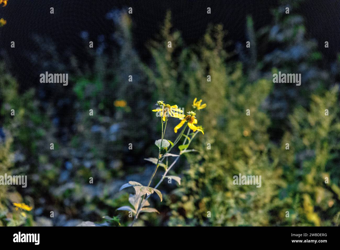 A vibrant yellow wildflower growing out of the dry soil in the outback ...