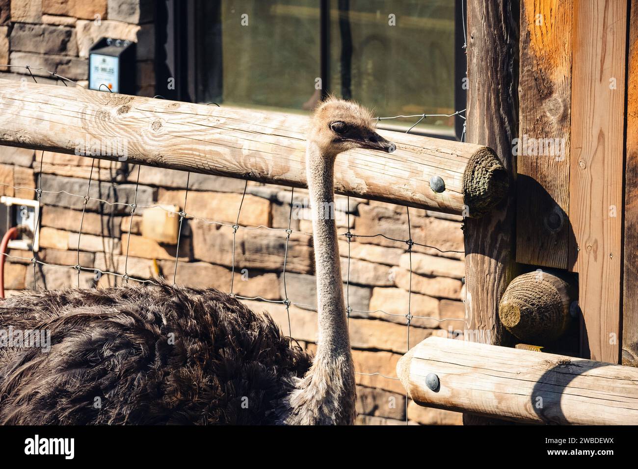 An inquisitive ostrich in a captivating zoo setting, displaying its ...