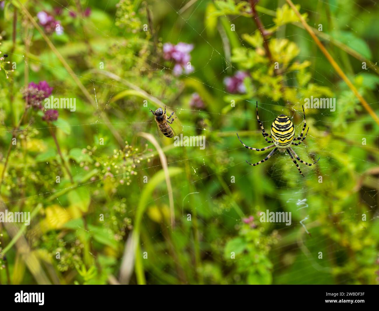 Bee on a Wasp Spider Web Stock Photo - Alamy